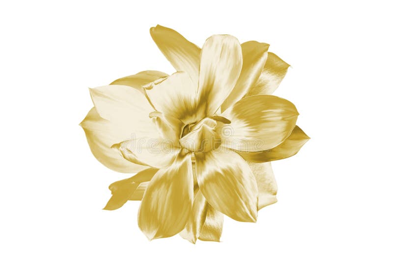 Flor de oro hermosa imagen de archivo. Imagen de hermoso - 96009313