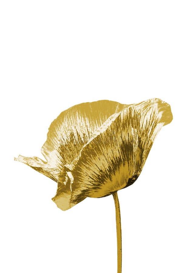 Flor de oro hermosa stock de ilustración. Ilustración de flora - 96009484