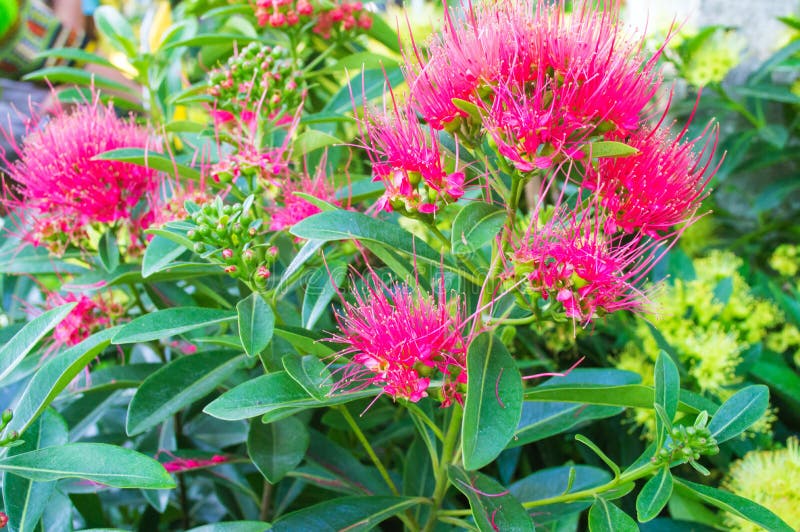 Flor de oro roja de Penda imagen de archivo. Imagen de rojo - 64512025