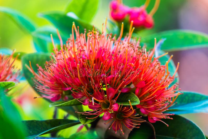 Flor de oro roja de Penda imagen de archivo. Imagen de planta - 101852805