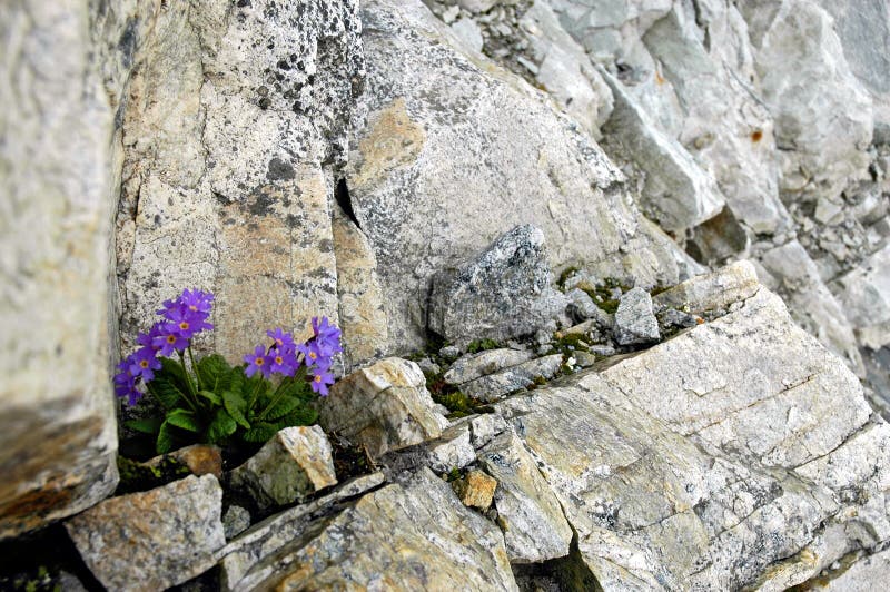 Flor de pared de la roca imagen de archivo. Imagen de esperanza - 5681299