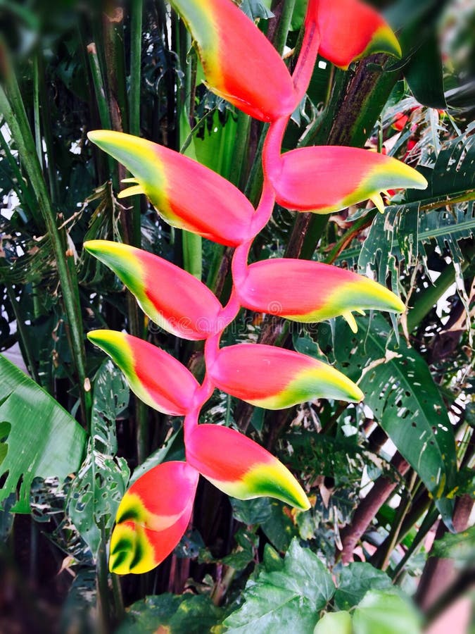 ‘Growi Da Planta De Heliconia De Patuju Rostrata ‘ou ‘da Garra Comum Da ...