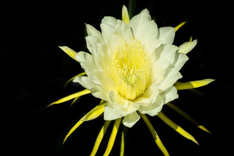 Flor De Pitaya Rosa Asunta – H. Stenopterus X H. Guatemalensis