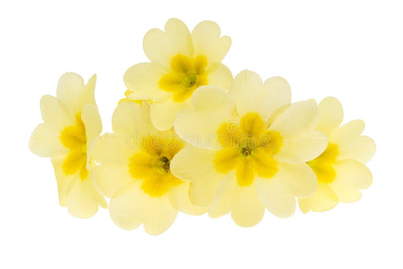 Flor De Primarosa Amarilla Aislada Imagen de archivo - Imagen de ramo ...