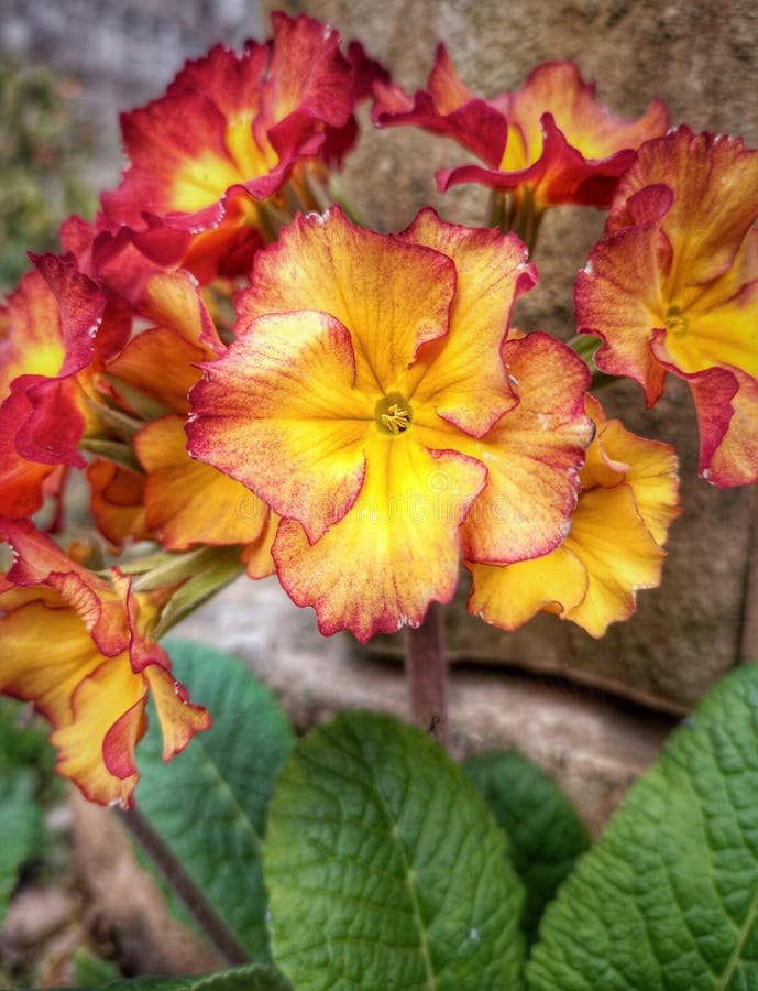 Flor De Primrose De Color Amarillo Rojo Foto de archivo - Imagen de ...