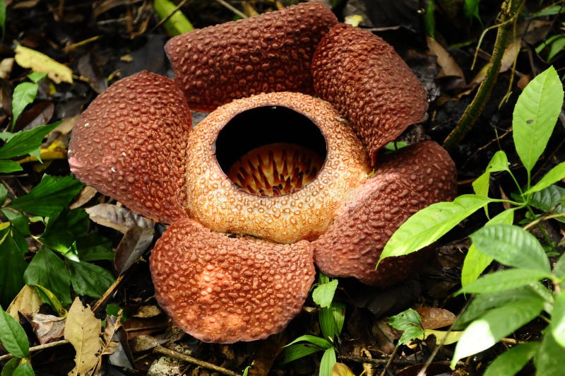 Rafflesia foto de archivo. Imagen de flor, olor, planta - 189168000