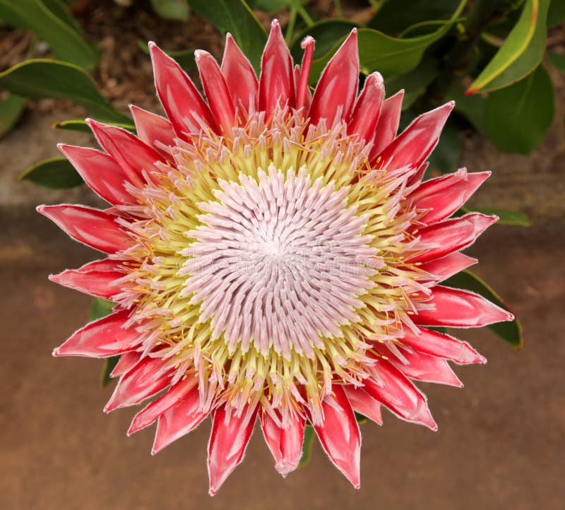 Flor de rey Protea foto de archivo. Imagen de prado, vivir - 31036606