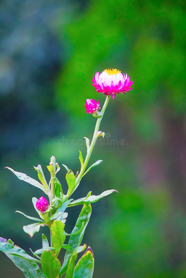 Flor De Rey Proteas, Kenia, África Foto de archivo - Imagen de verde ...