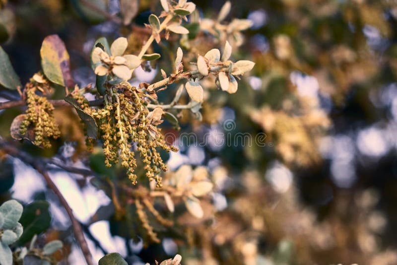 Flor de roble en el ocaso foto de archivo. Imagen de roble - 158323622