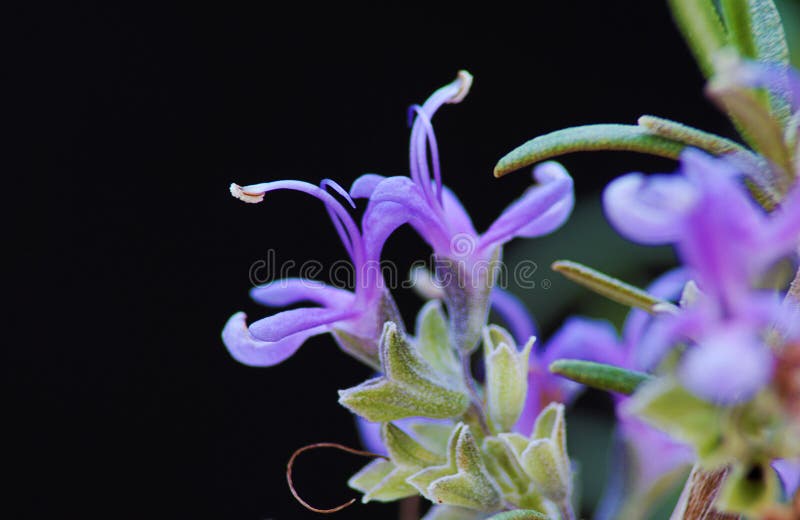 Flor de romero imagen de archivo. Imagen de frescura - 206783119