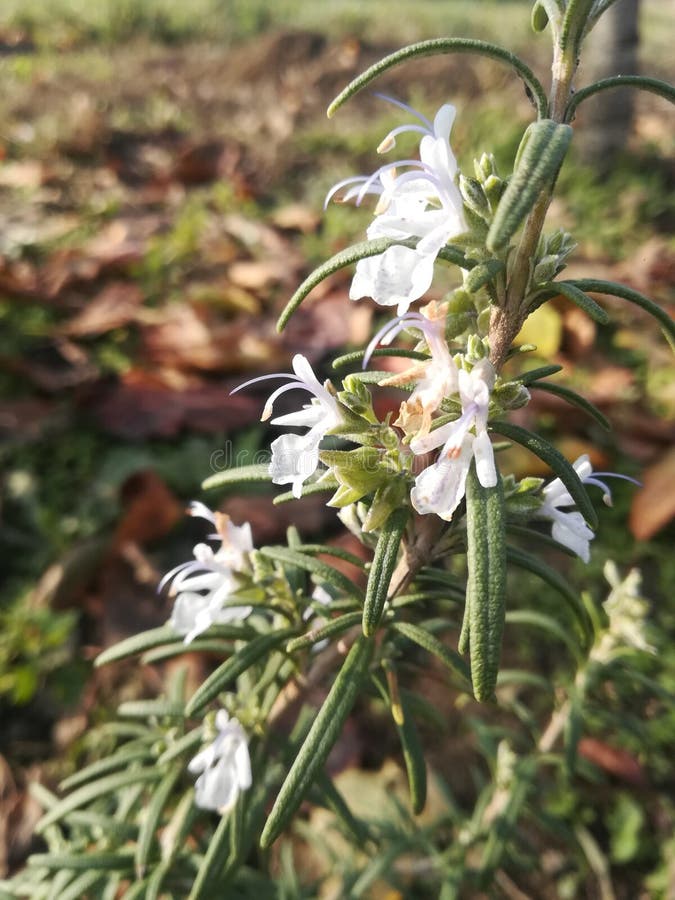 Foto de una flor de romero imagen de archivo. Imagen de fondo - 183040917