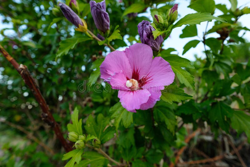 Flor De Rosa Althea Hibiscus Syriacus Foto de archivo - Imagen de rosa ...