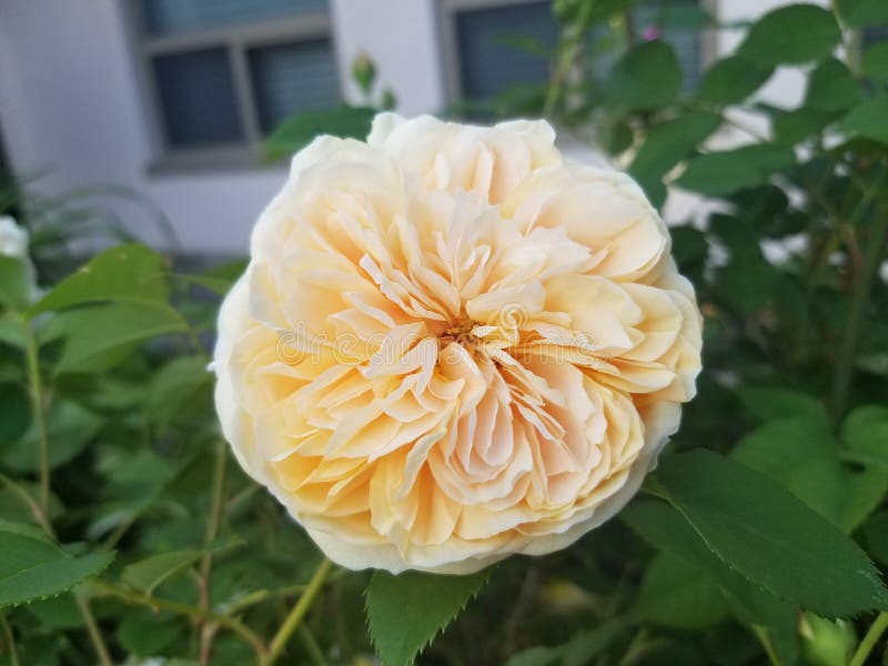 Flor De Rosa De Color Crema Foto de archivo - Imagen de coloreado, nata ...