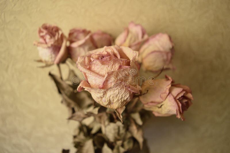 Flor color de rosa muerta foto de archivo. Imagen de aislado - 99654732