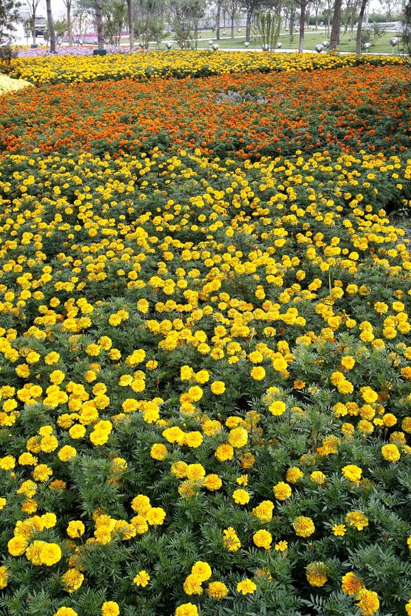 A flor de Setembro imagem de stock. Imagem de cama, florescer - 6324943