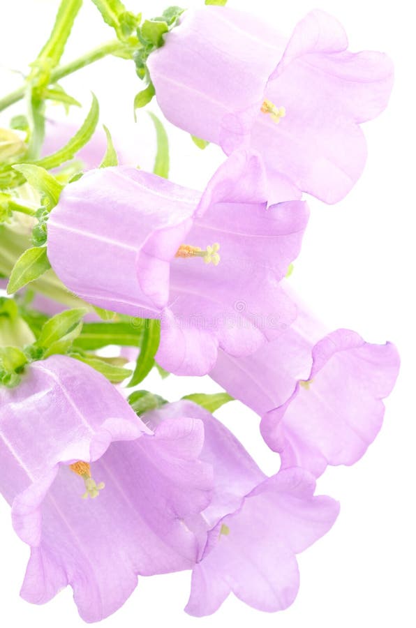 Flor de sino roxa imagem de stock. Imagem de roxo, ainda - 24765471