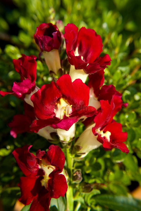 Flor de Snapdragon foto de archivo. Imagen de verano - 11100756
