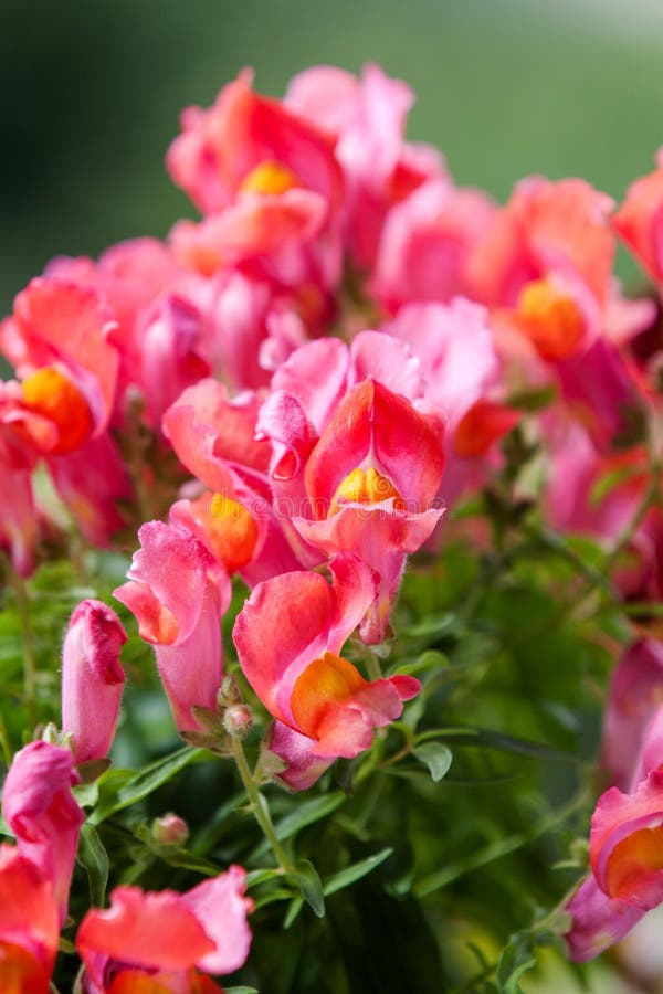 Flor de Snapdragon foto de archivo. Imagen de color, snapdragon - 28398074