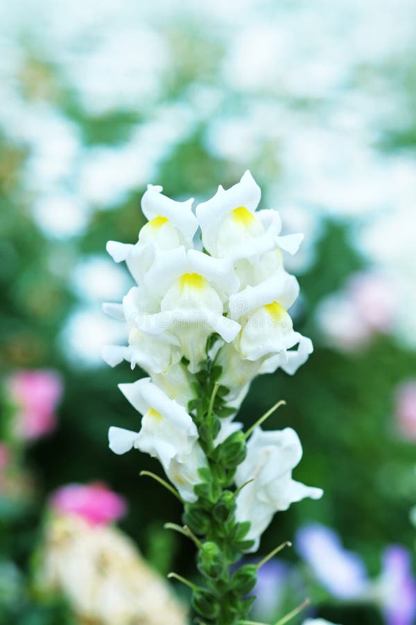 Flor de Snapdragon imagen de archivo. Imagen de pequeño - 15521761