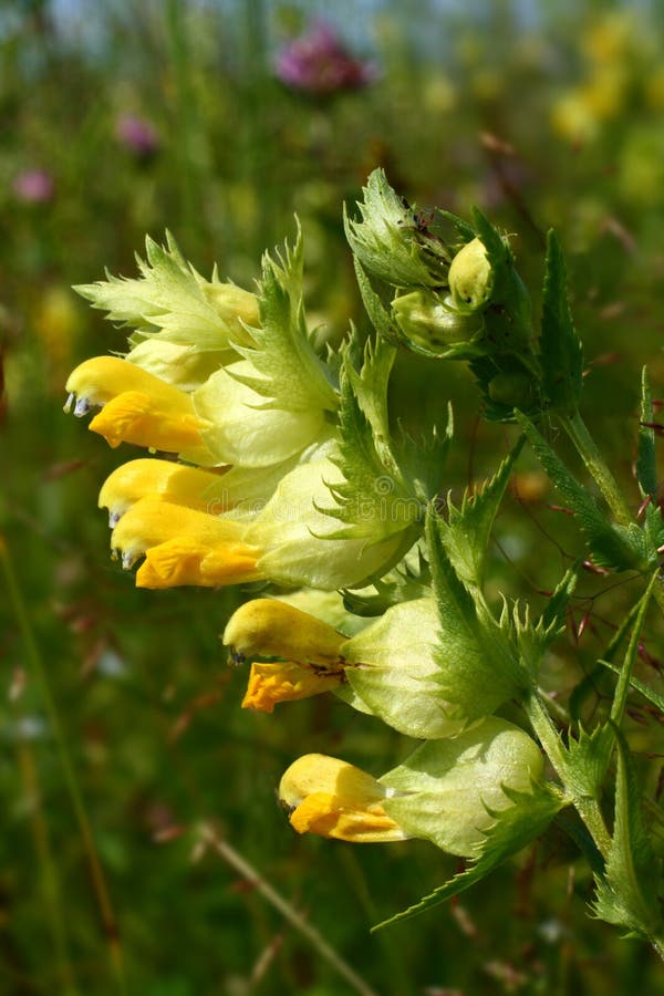Flor De Snapdragon (Antirrhinum) Foto de archivo - Imagen de belleza ...