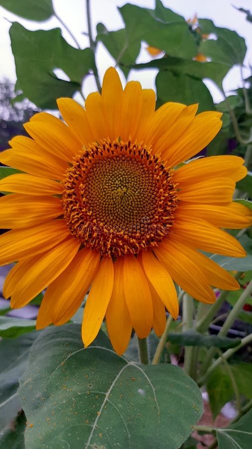 Flor De Sol, Flor De Sol, Se Ve Hermosa Foto de archivo - Imagen de ...