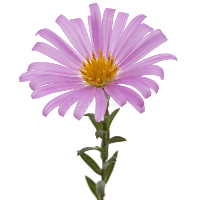 Flor De Subdimensionado Constante Do Astra, Isolada Em Um Fundo Branco ...