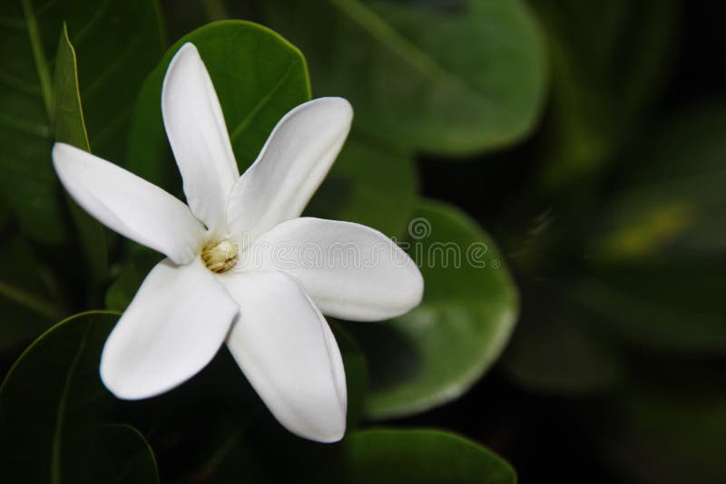 Flor de Tiare foto de archivo. Imagen de tiare, flor - 26302992