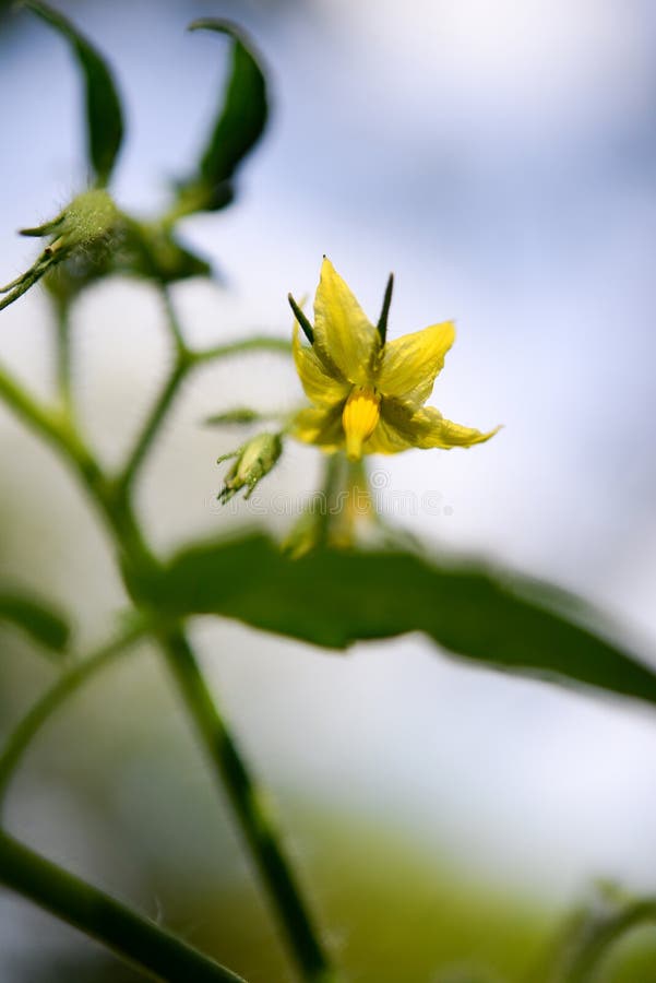 Flor de tomate foto de archivo. Imagen de macro, floral - 214629518
