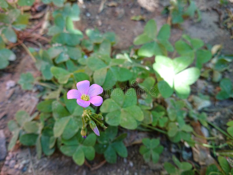 Flor de trebol foto de archivo. Imagen de triple, flor - 108905904