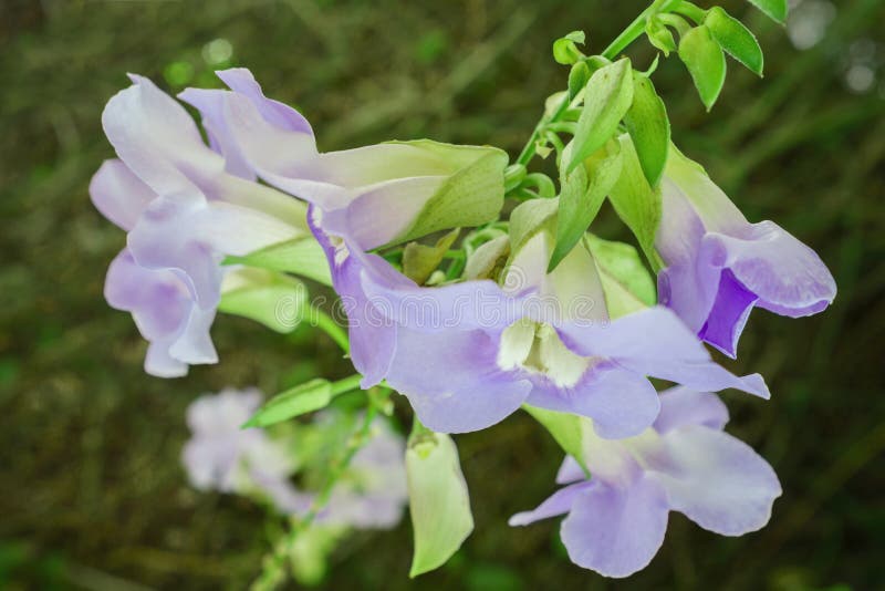 Flor De Trompeta De Bengala Foto de archivo - Imagen de trompeta ...