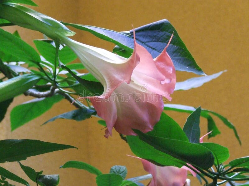 Flor De Trompeta De La Flor Rosada Y Blanca Imagen de archivo - Imagen ...