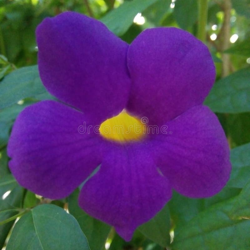 Flor de trompeta morada foto de archivo. Imagen de flor - 262582386