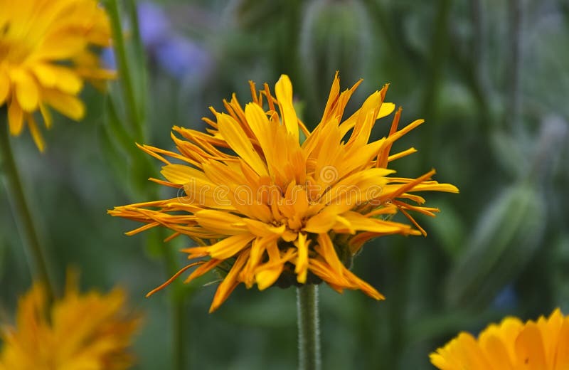 Flor De Um Cravo-de-defunto Comum Foto de Stock - Imagem de flor, comum ...