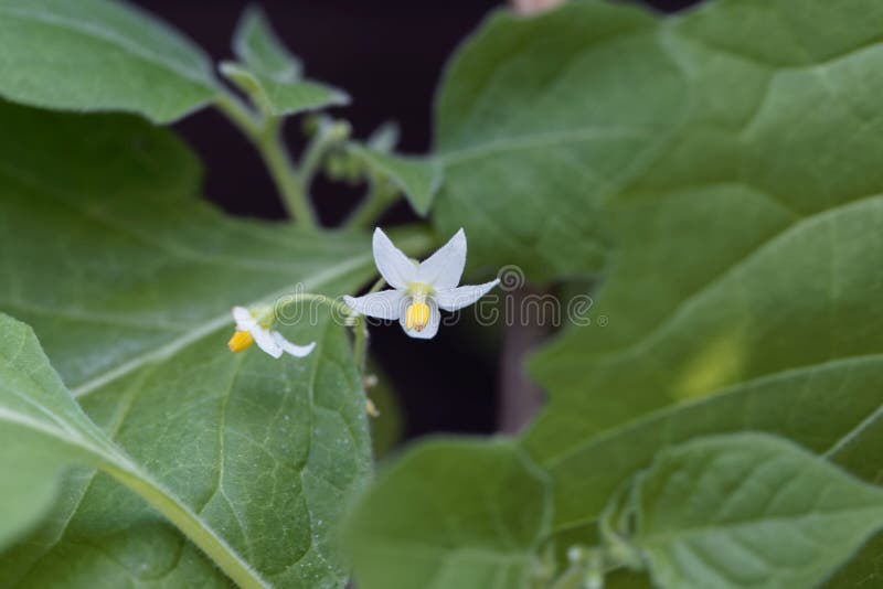 Flor De Um Solanum Retroflexum De Mirtilo Foto de Stock - Imagem de ...