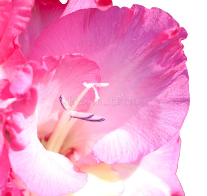 Flor De Um Tipo De Flor Cor-de-rosa Imagem de Stock - Imagem de detalhe ...