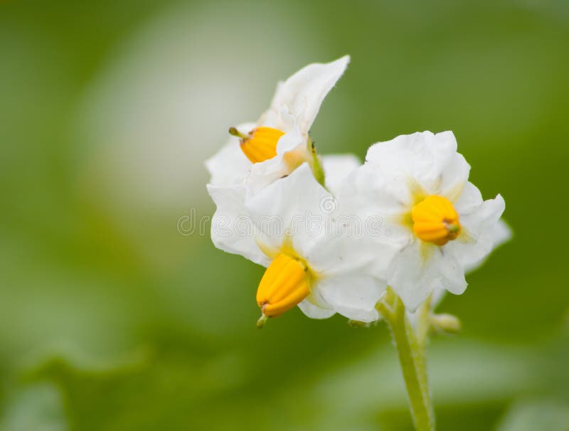 Flor de uma batata foto de stock. Imagem de flores, vegetal - 2852926