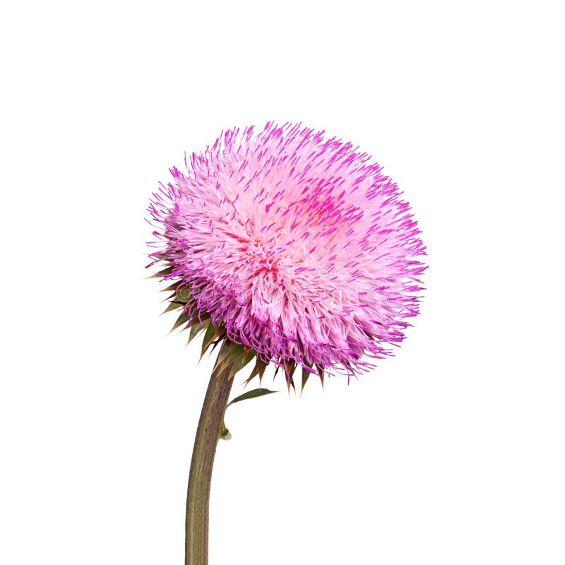 Flor De Un Cardo De Almizcle Aislado En Blanco Foto de archivo - Imagen ...
