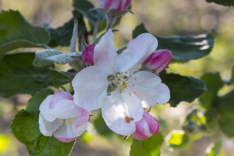 Flor de un manzano imagen de archivo. Imagen de verde - 91611897
