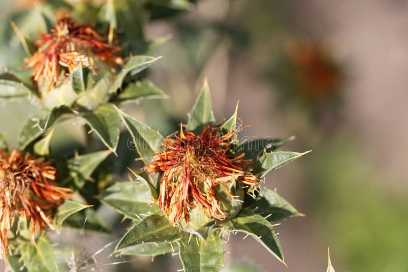 Flor De Un Tinctorius Del Carthamus Del Alazor Foto de archivo - Imagen ...