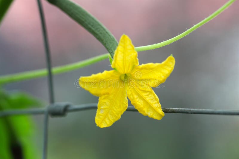 Flor De Una Planta Del Pepino Imagen de archivo - Imagen de flor ...