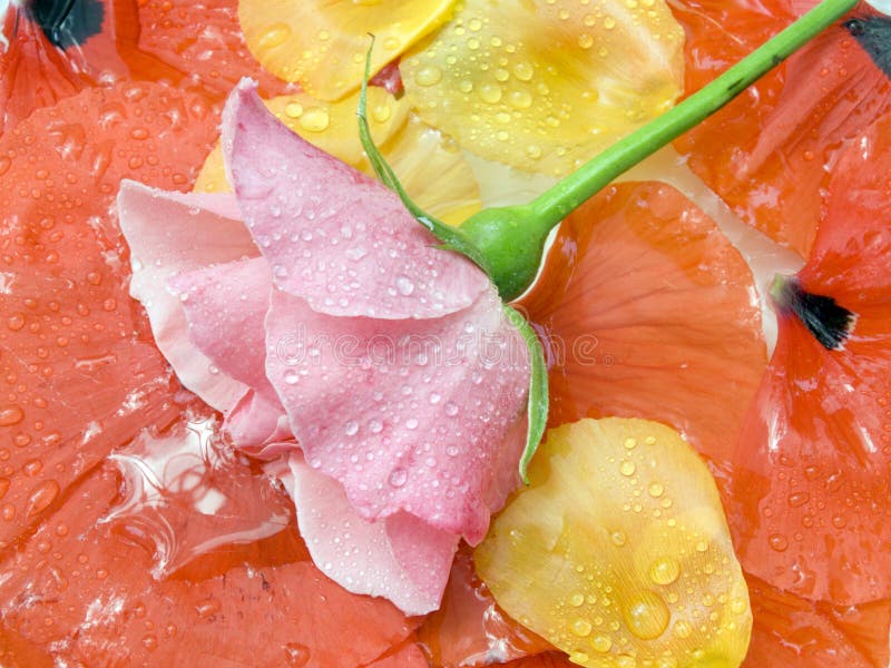 Flor de una rosa foto de archivo. Imagen de belleza, cuidado - 7179844