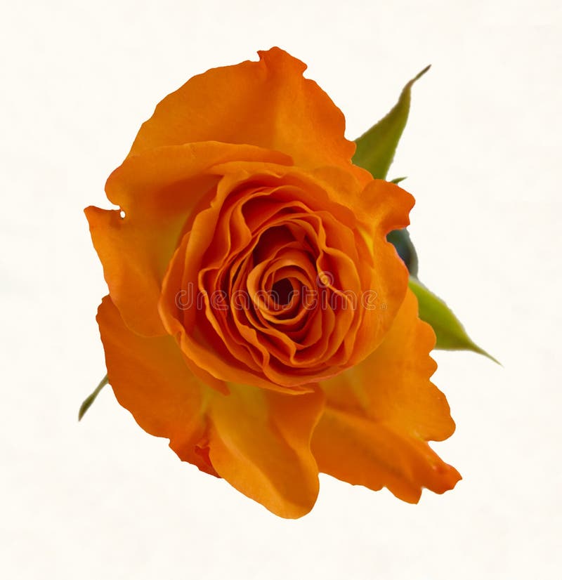 Flor De Una Rosa Anaranjada Imagen de archivo - Imagen de floreciente ...