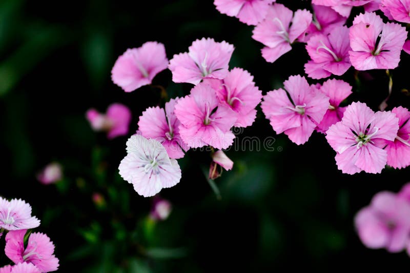 Flor De William Dulce O Flor De Dianthus Imagen de archivo - Imagen de ...
