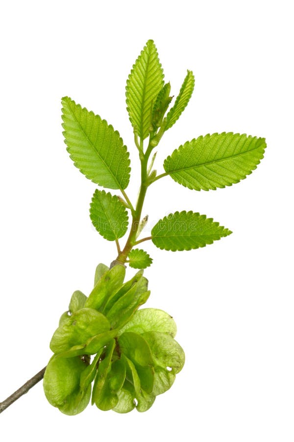 Flor del árbol de olmo foto de archivo. Imagen de florecimiento - 8066092