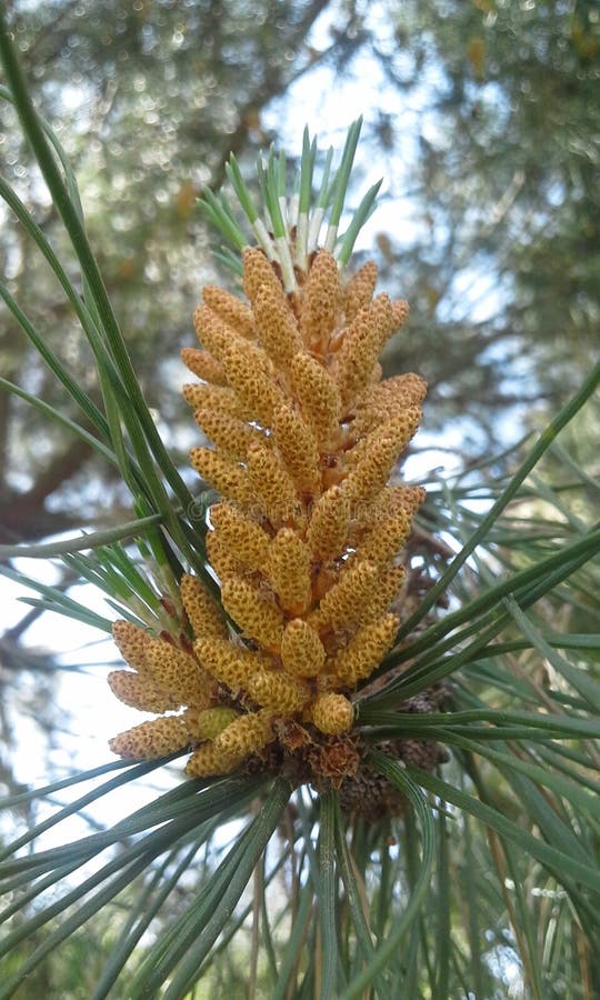 Flor del árbol de pino imagen de archivo. Imagen de pino - 53050277
