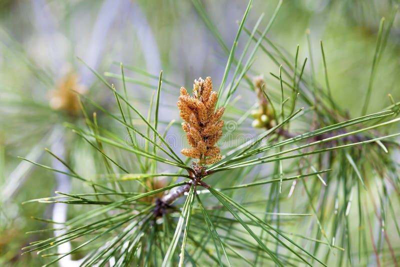 Flor del árbol de pino imagen de archivo. Imagen de agujas - 68172669