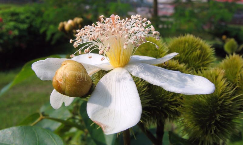 Flor del árbol del achiote imagen de archivo. Imagen de oriental - 341769