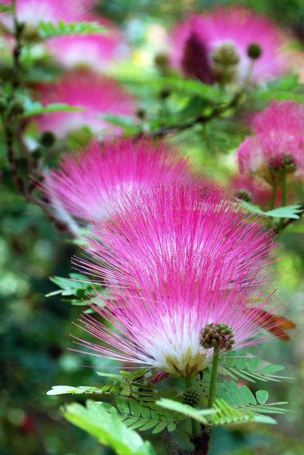 Flor del acacia foto de archivo. Imagen de resorte, fondos - 11953396