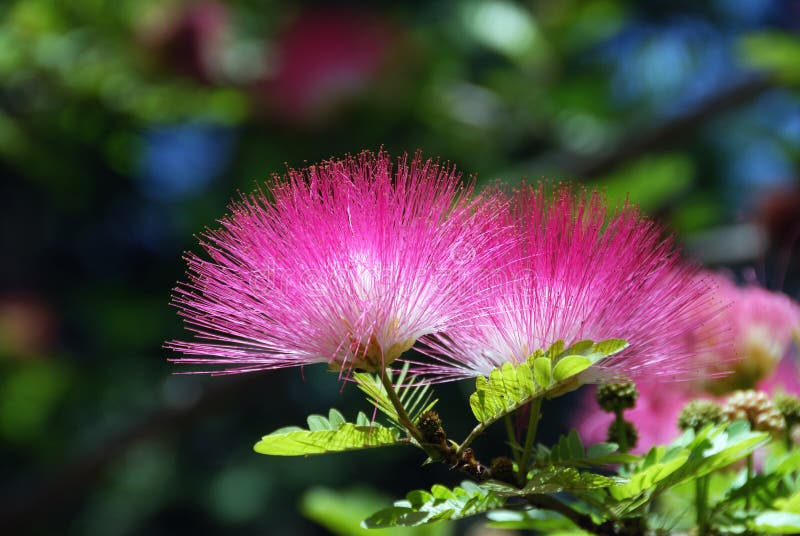Flor del acacia imagen de archivo. Imagen de fondos, vibrante - 12065173