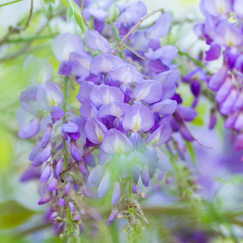 Flor del acacia imagen de archivo. Imagen de hierba, acacia - 34886175